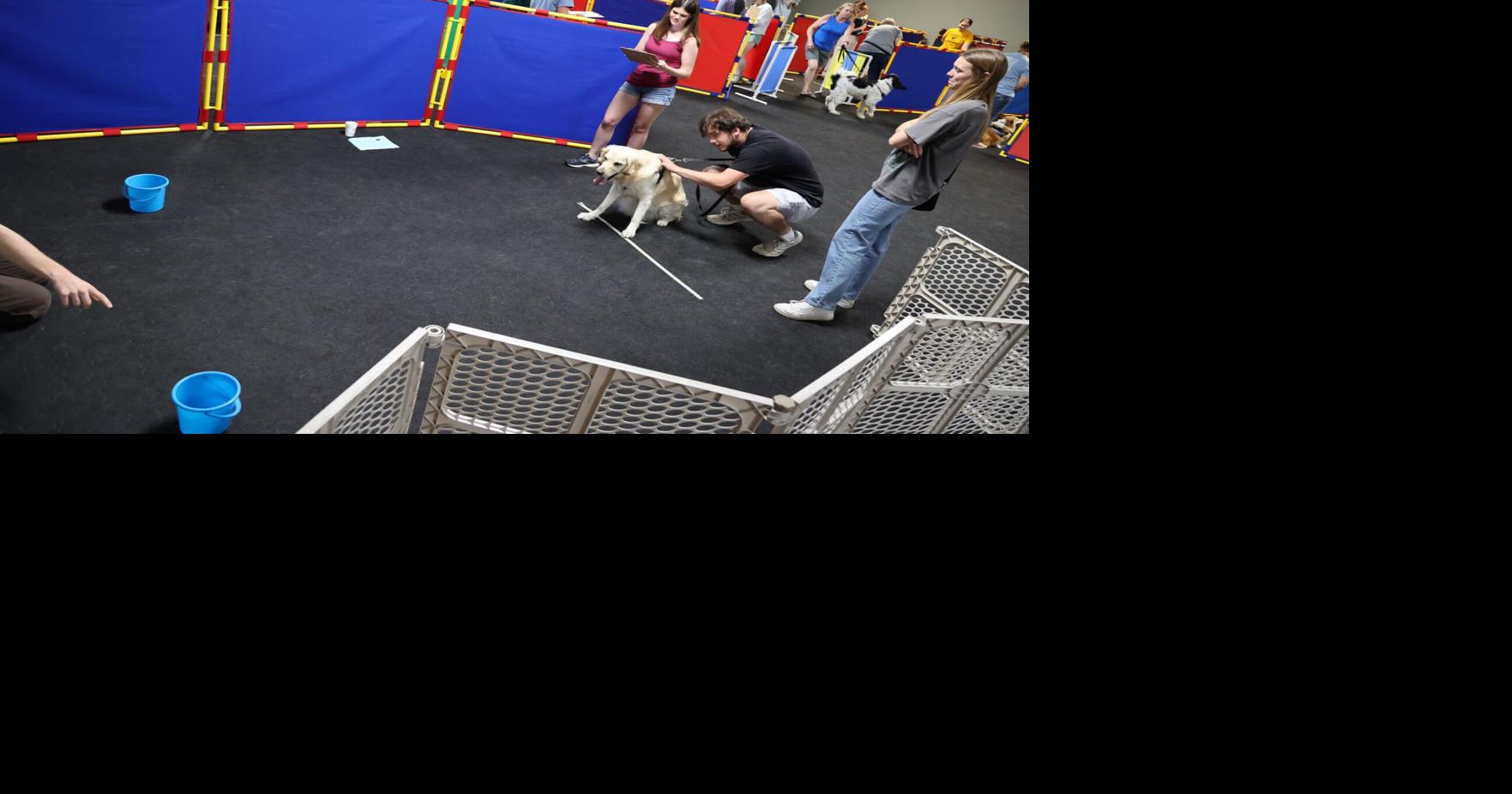 Dog cognition research continues at UWEC | Local News | leadertelegram.com