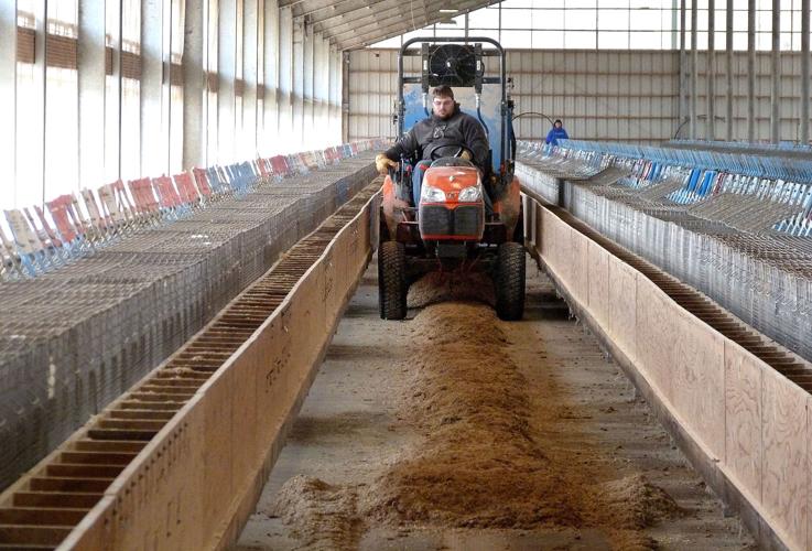 Quality key to Zimbals’ success: Fourth generation keeps mink farm ...