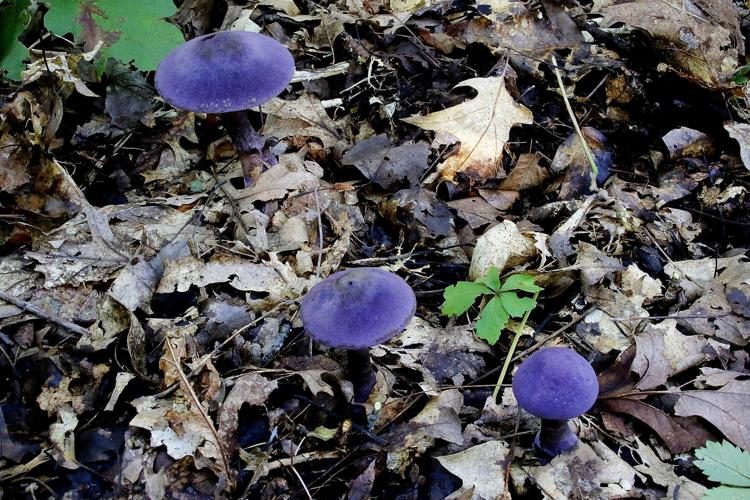 Engage senses to enjoy fuller autumn outdoors | Outdoors ...