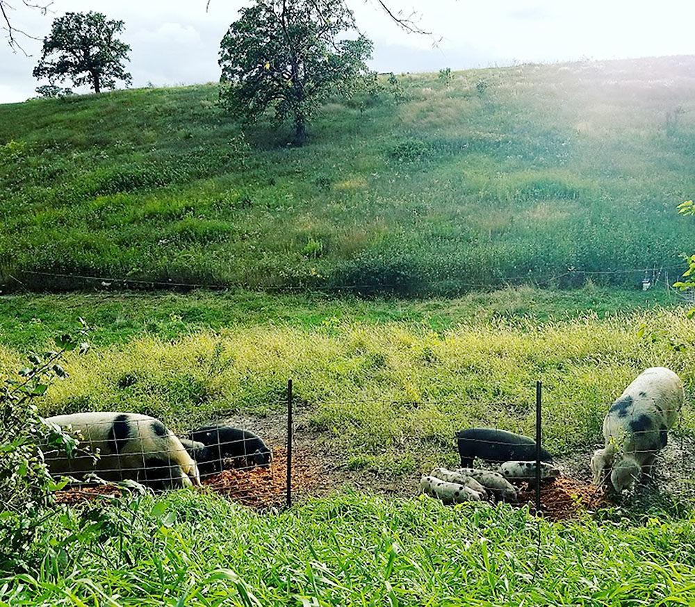 Hog wild: Farmer outlines keys to successful pasture-raised operation ...
