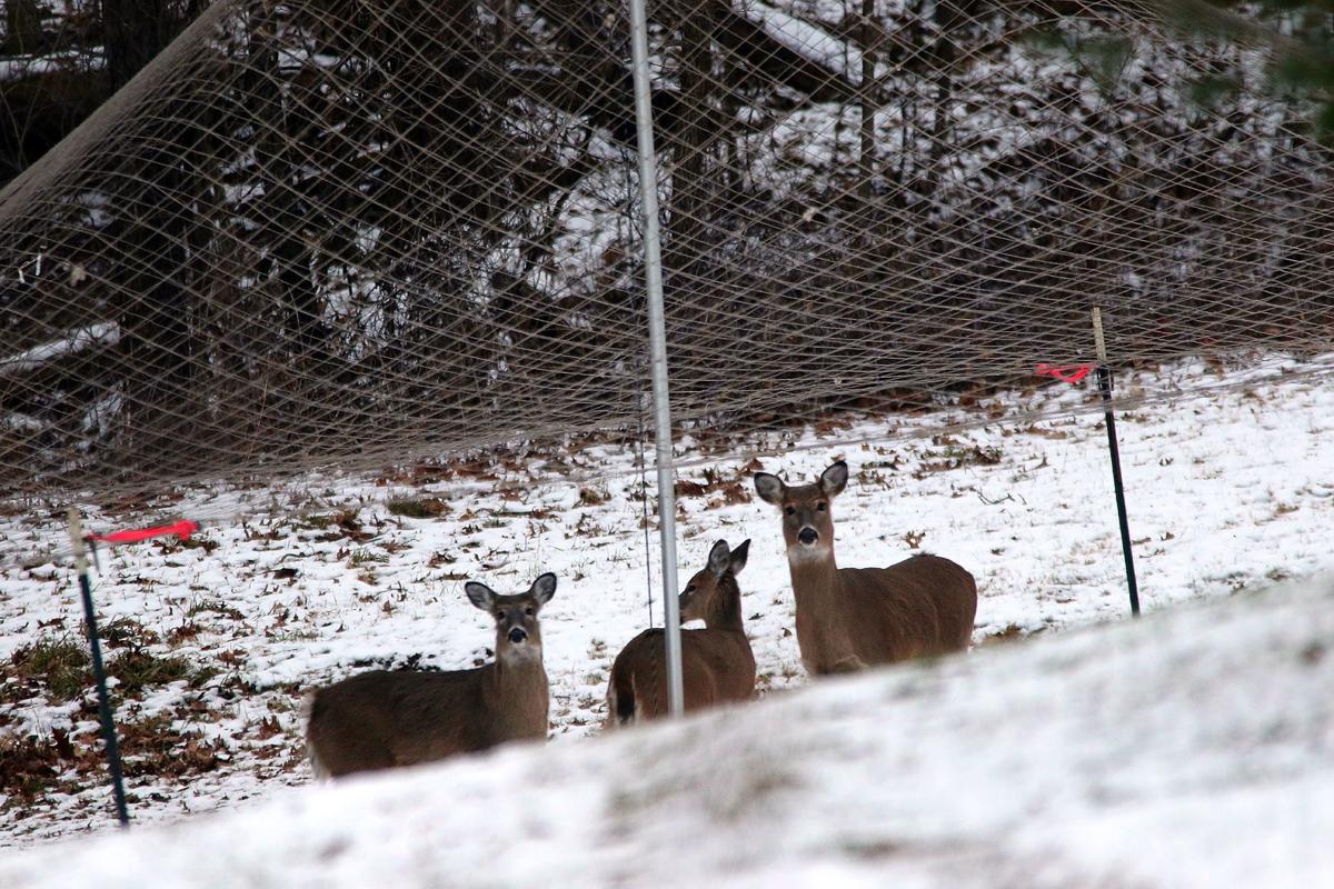 Deer damage disappoints homeowners, rewards researchers | Outdoors ...