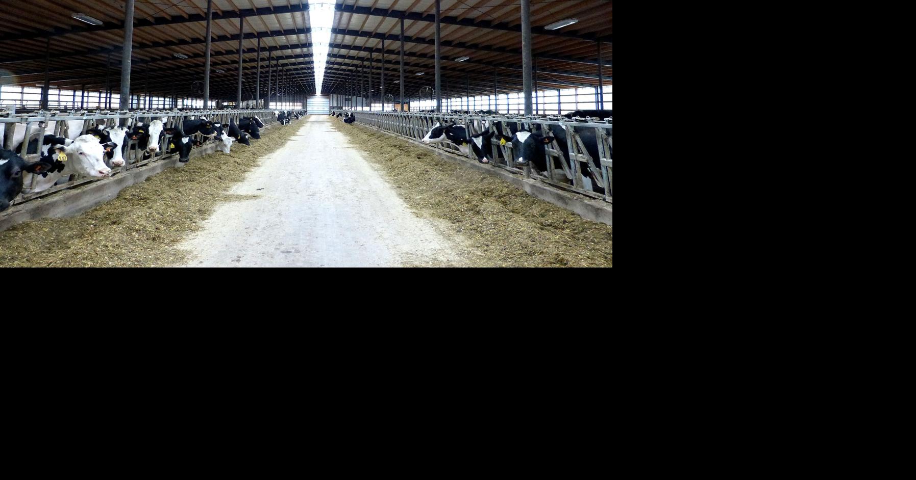 Dutch farmer makes Wisconsin home | Dairy | leadertelegram.com