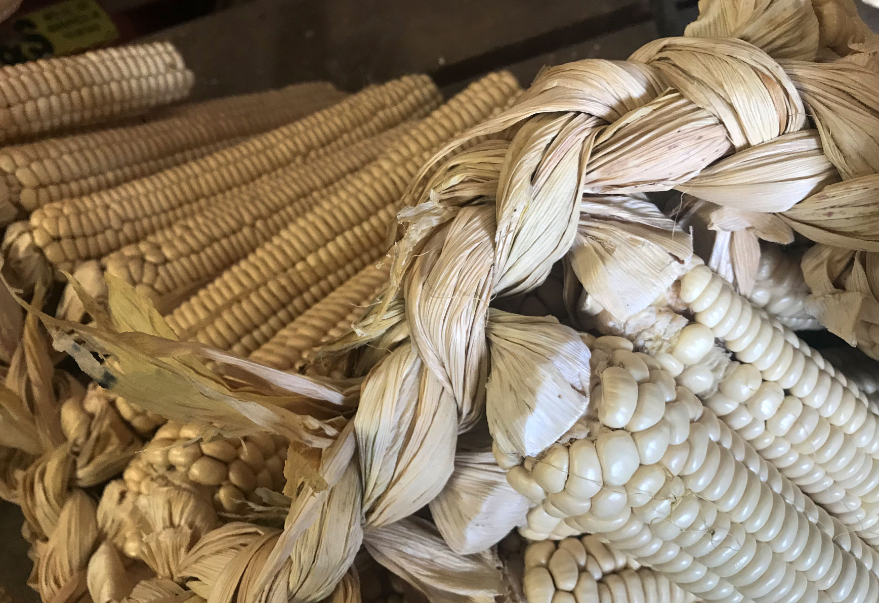 Oneida White Corn Project: Revitalizing Traditional Food and ...