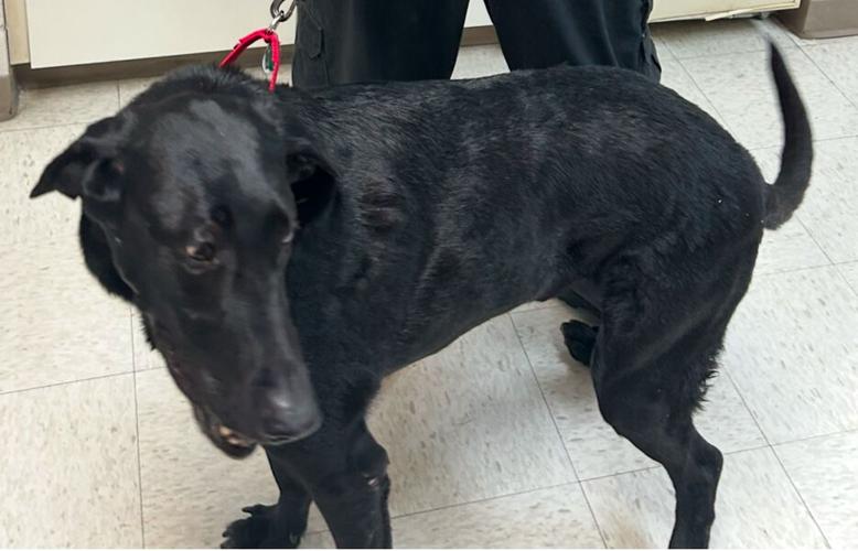 ACJ's PAWSitive Changes program attracts national attention, impacts ...