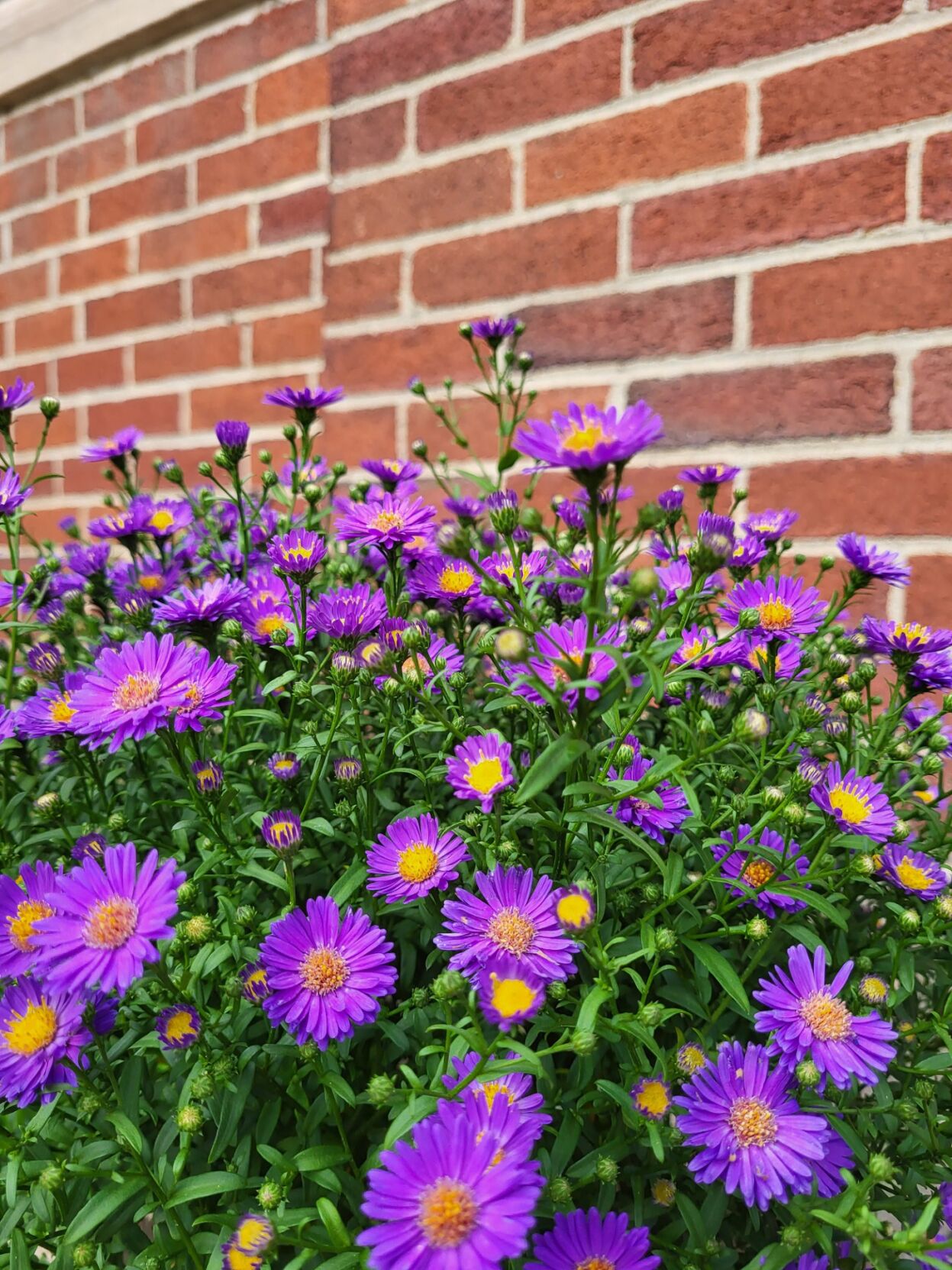 Early fall flowers in bloom before the library | News | leadertimes.com