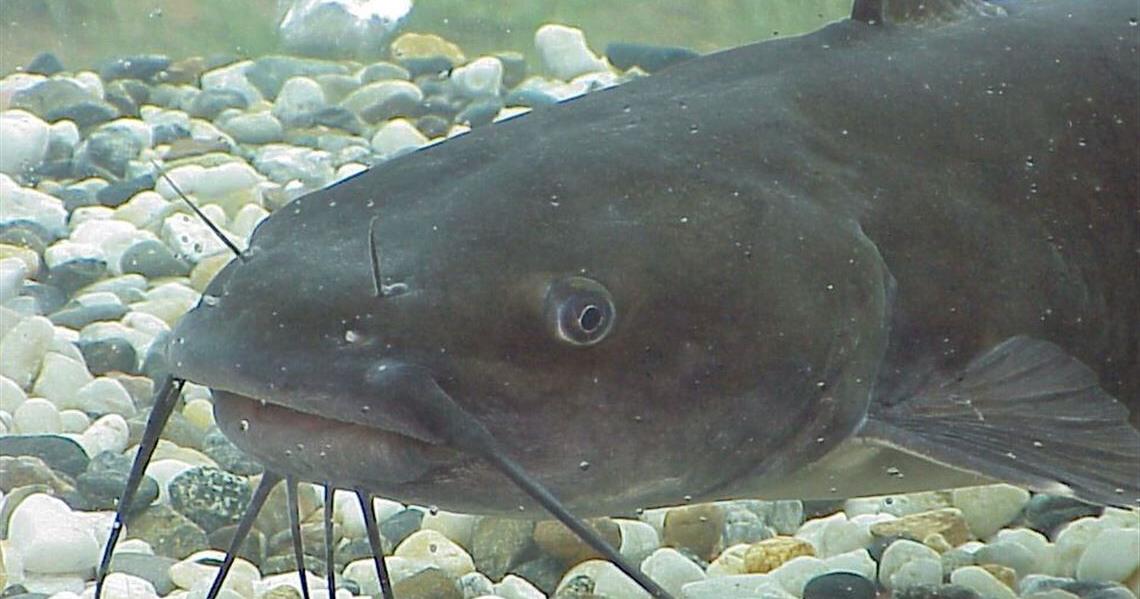 Summertime is the perfect time to reel in catfish | Sports ...