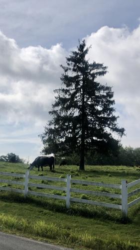 Views of the Harvey Jack Farm | Special Sections | leadertimes.com