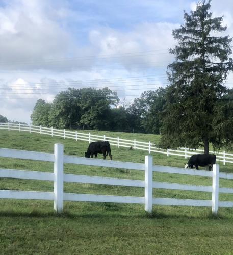 Views of the Harvey Jack Farm | Special Sections | leadertimes.com