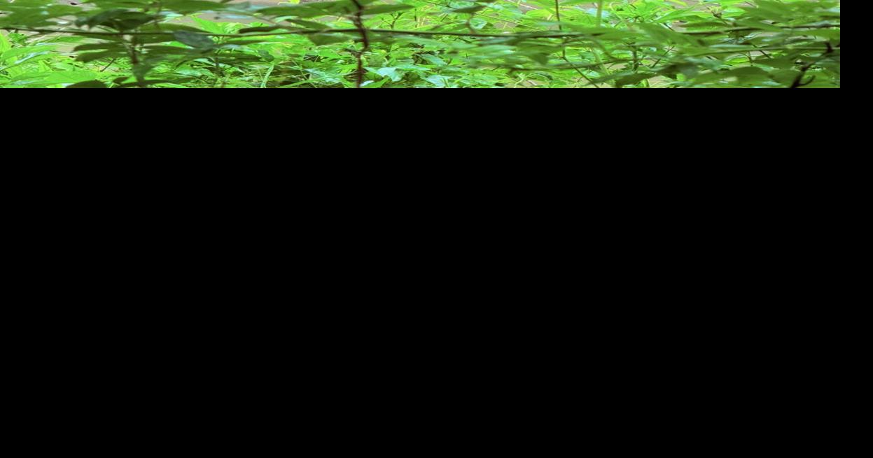 Rains bring high waters | News | leadertimes.com