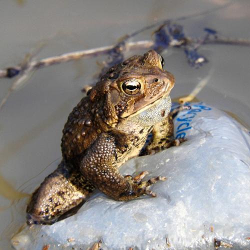 Summertime brings new opportunities for participation in 40th ...