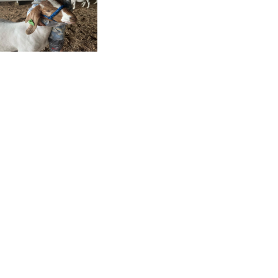 Third day of Great Dayton Fair is great with horses, goats, swine ...