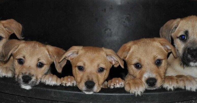Friends needed for special orphan animals | News | leadertimes.com