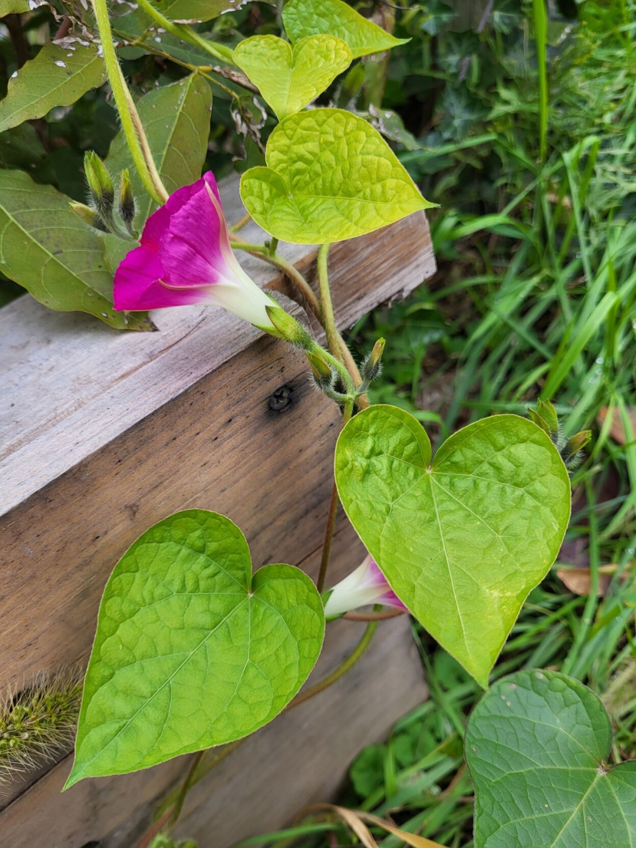 Signs of fall continuing to show | News | leadertimes.com