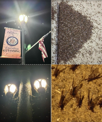 Mayflies return to Kittanning | News | leadertimes.com