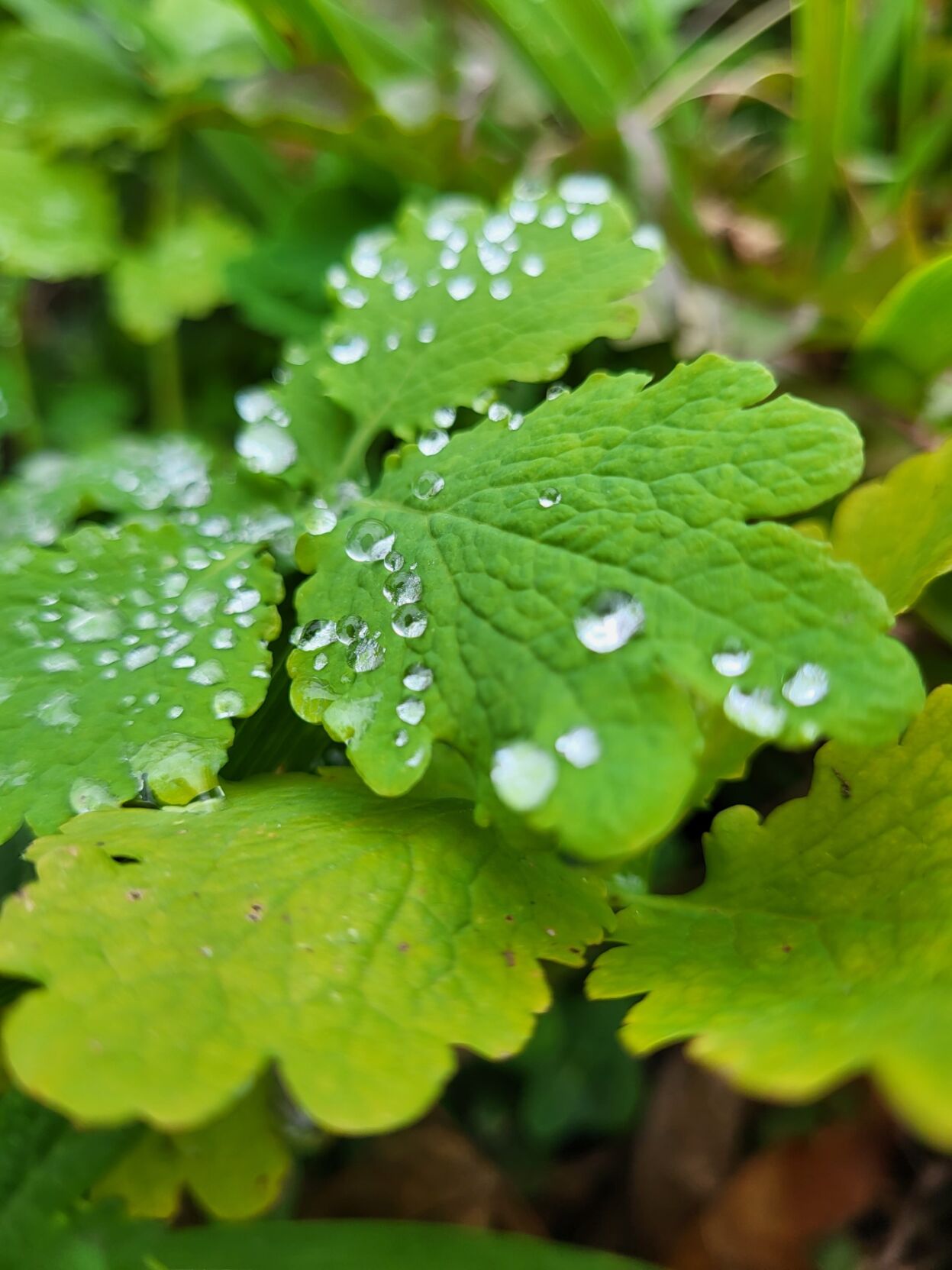 Signs of fall continuing to show | News | leadertimes.com