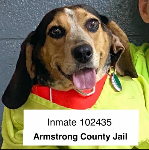 Warden: First ACJ PAWSitive Changes dog adopted; positive program for ...