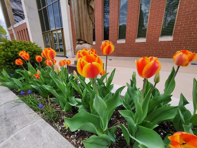 Local church boasts beautiful tulips | | leadertimes.com