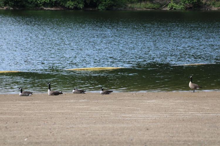 Nature’s animals enjoying Crooked Creek Lake Park | News | leadertimes.com