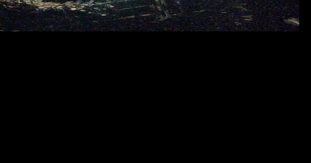 Mayflies swarm invade Kittanning area | News | leadertimes.com