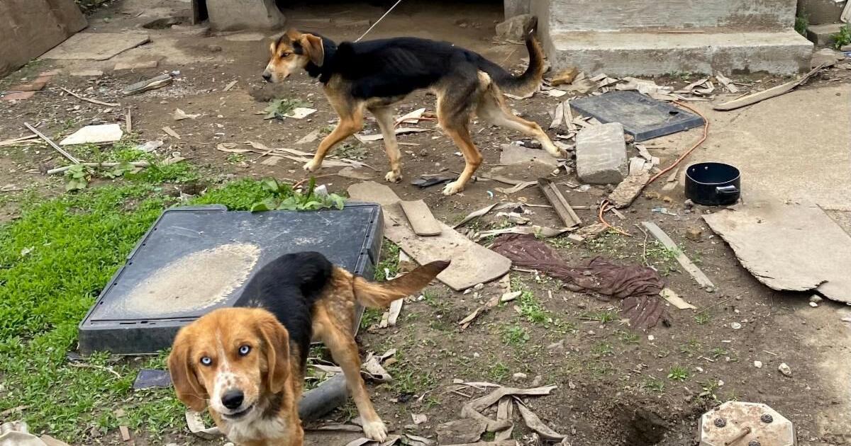 Humane police officers hope for community support during the Week of ...