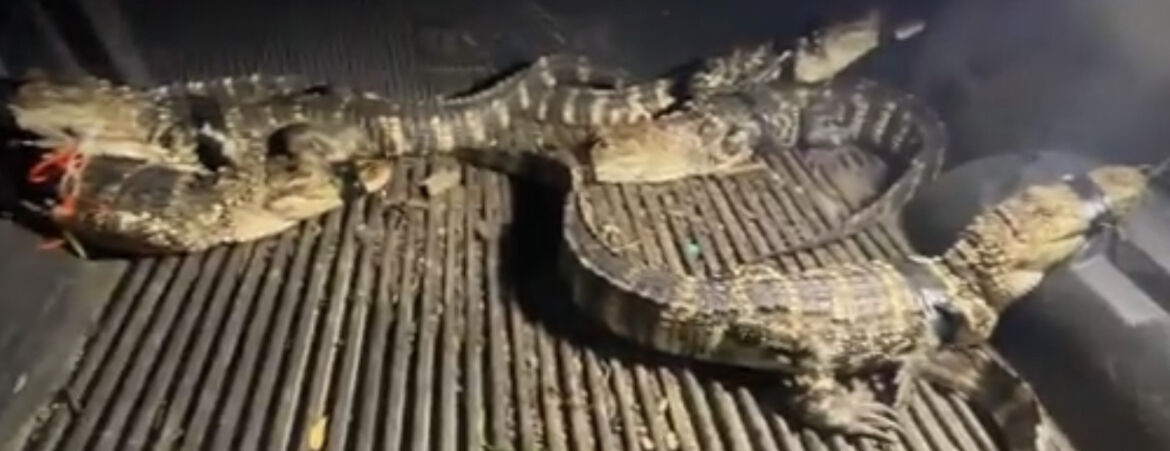Nine alligators seized after one shows up on neighbor's porch | News ...