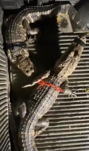 Nine alligators seized after one shows up on neighbor's porch | News ...