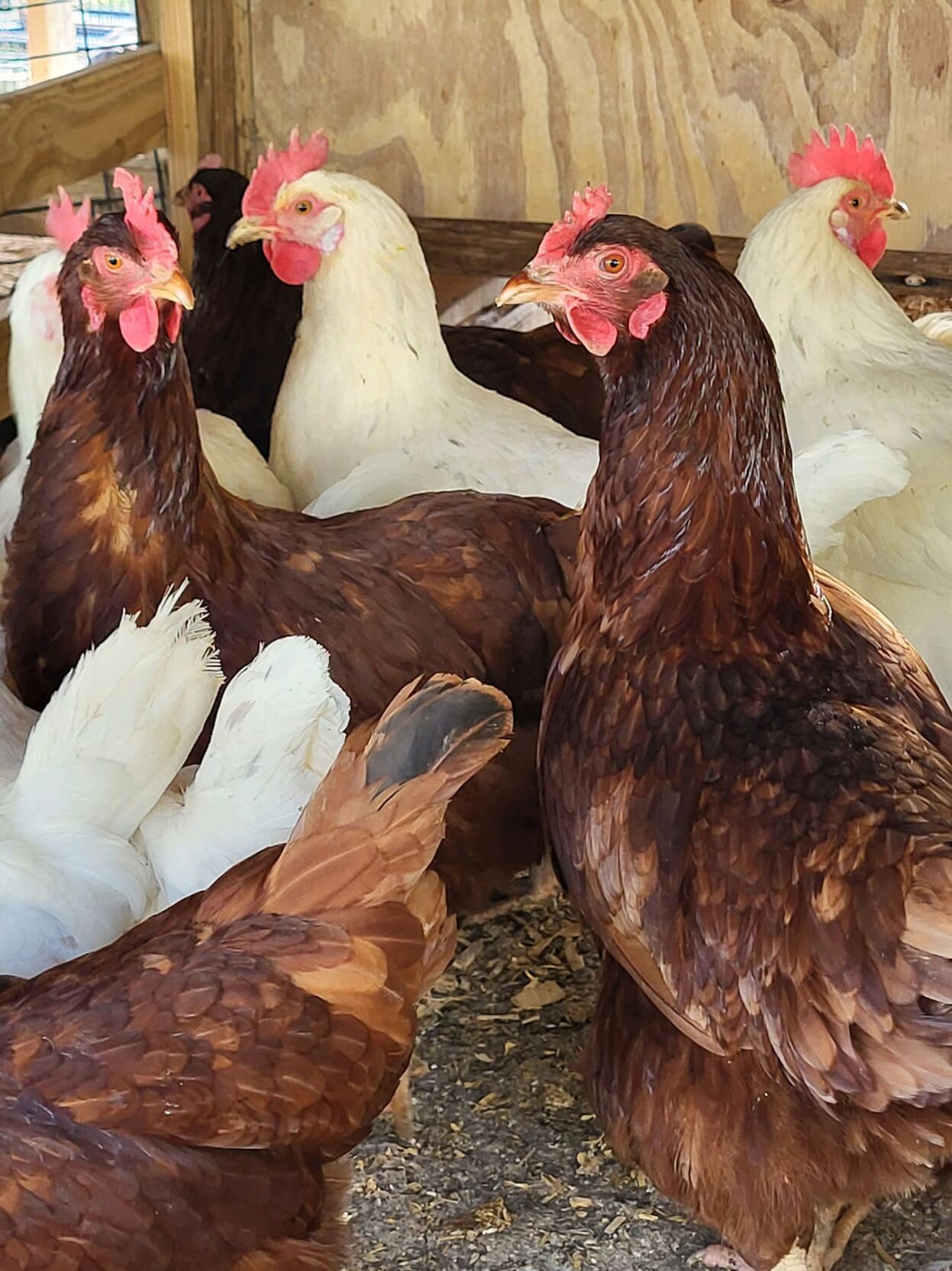 Freehling Farms in Walkchalk expands farm production with chicken, egg ...