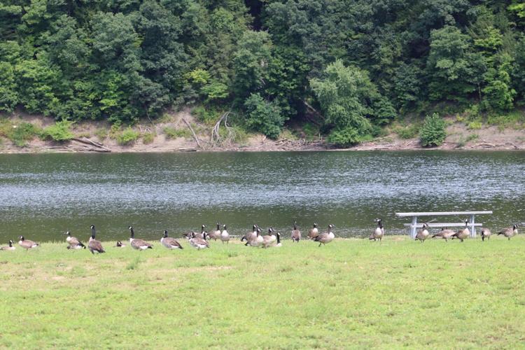 Nature’s animals enjoying Crooked Creek Lake Park | News | leadertimes.com