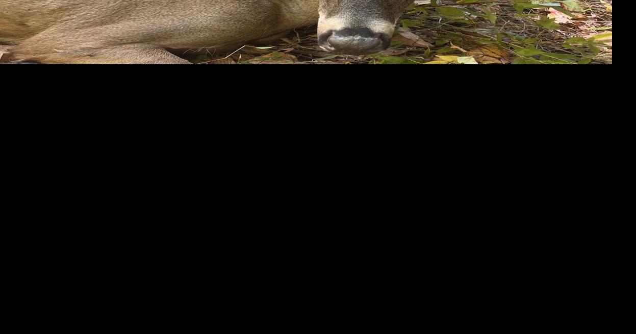 Local Youth Archer Harvests First Buck | Sports | leadertimes.com