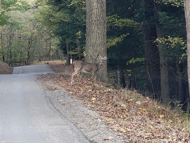 Fall foliage in full swing | News | leadertimes.com