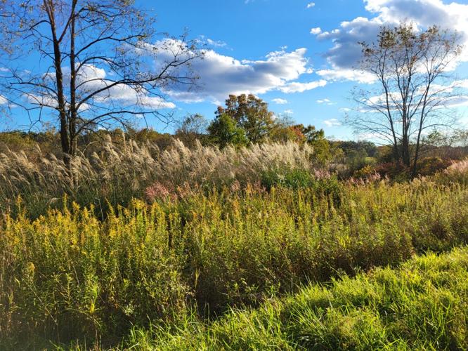 Fall foliage in full swing | News | leadertimes.com
