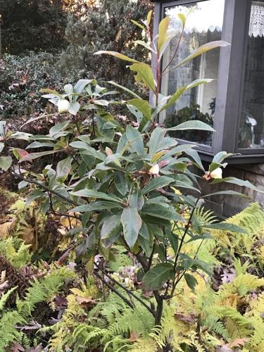 Manor Township Master Gardener Lynn Ramage wins Phipps Conservatory ...