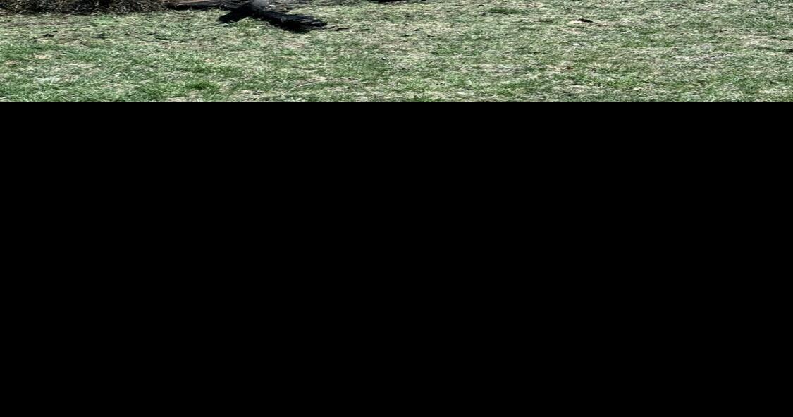 Some farm animals perish in shed fire | News | leadertimes.com