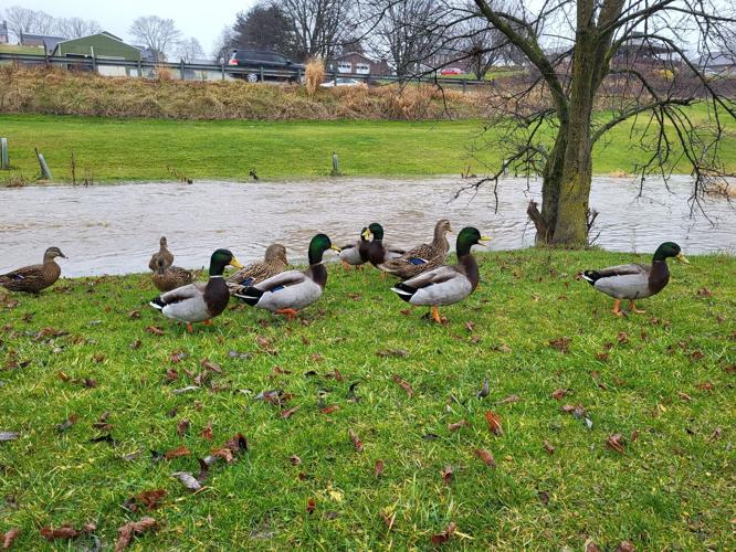 Ducks in December?? | News | leadertimes.com