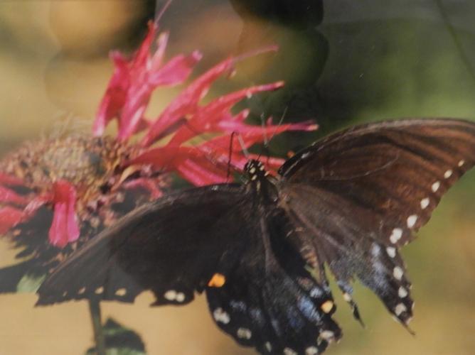 Armstrong County photographer in Focus on the Arts spotlight | News ...