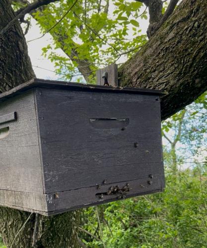 Want bees? Trap ‘em! | Opinion | leadertimes.com