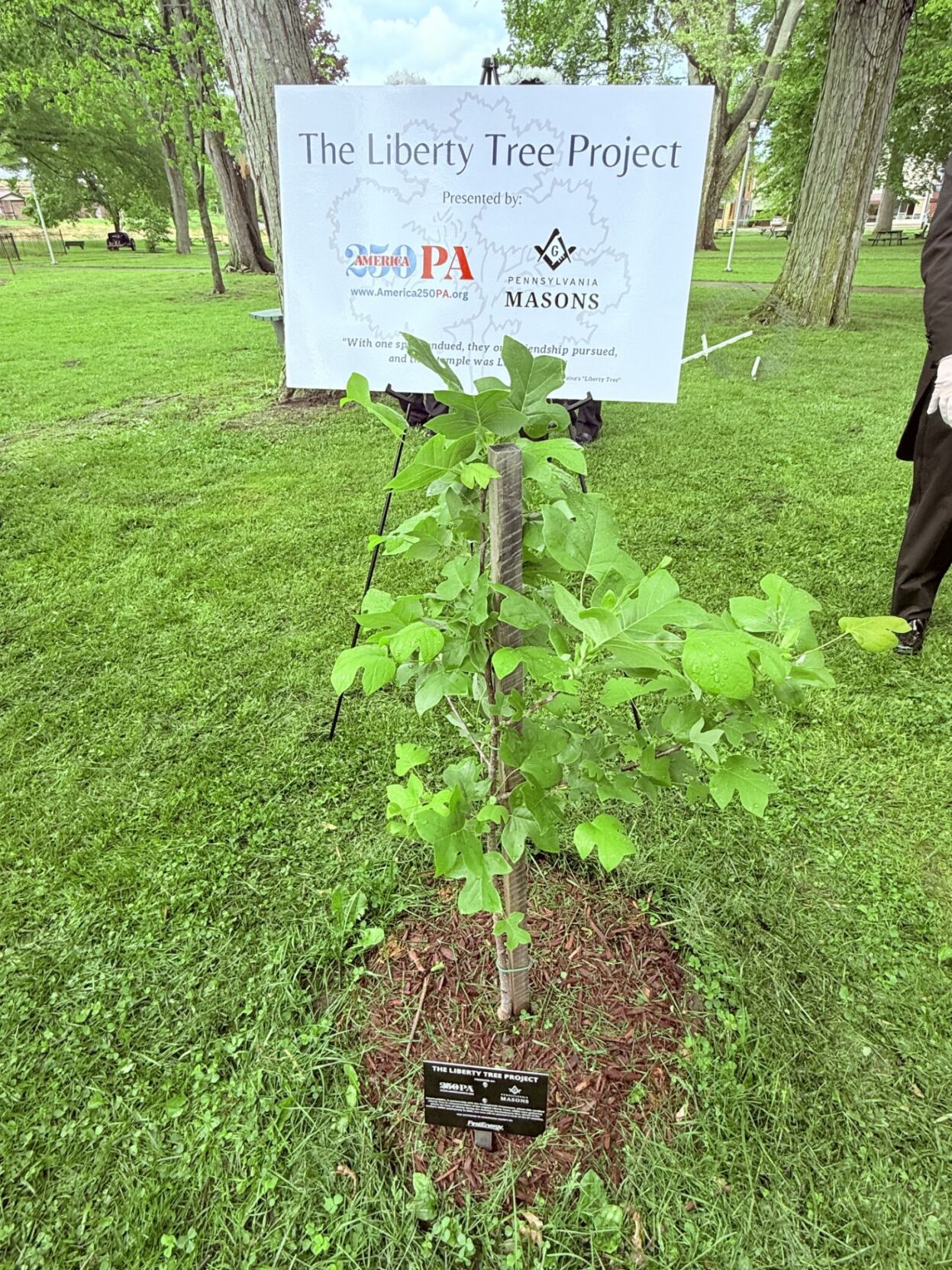 Liberty Tree planted in Ford City Memorial Park | News | leadertimes.com