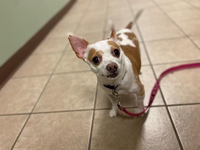 ACCAP looks back on 'Bring Your Child (and Dog) to Work Day' | News ...