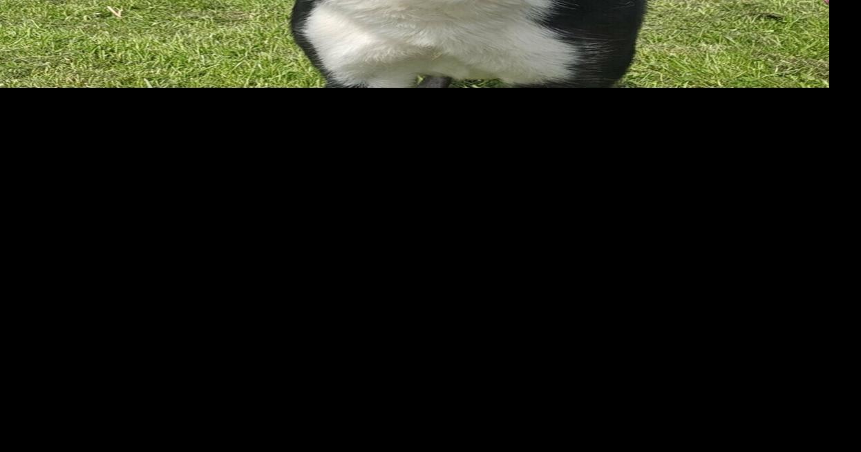 Dog tired of sheep life now wants to be with humans | National ...