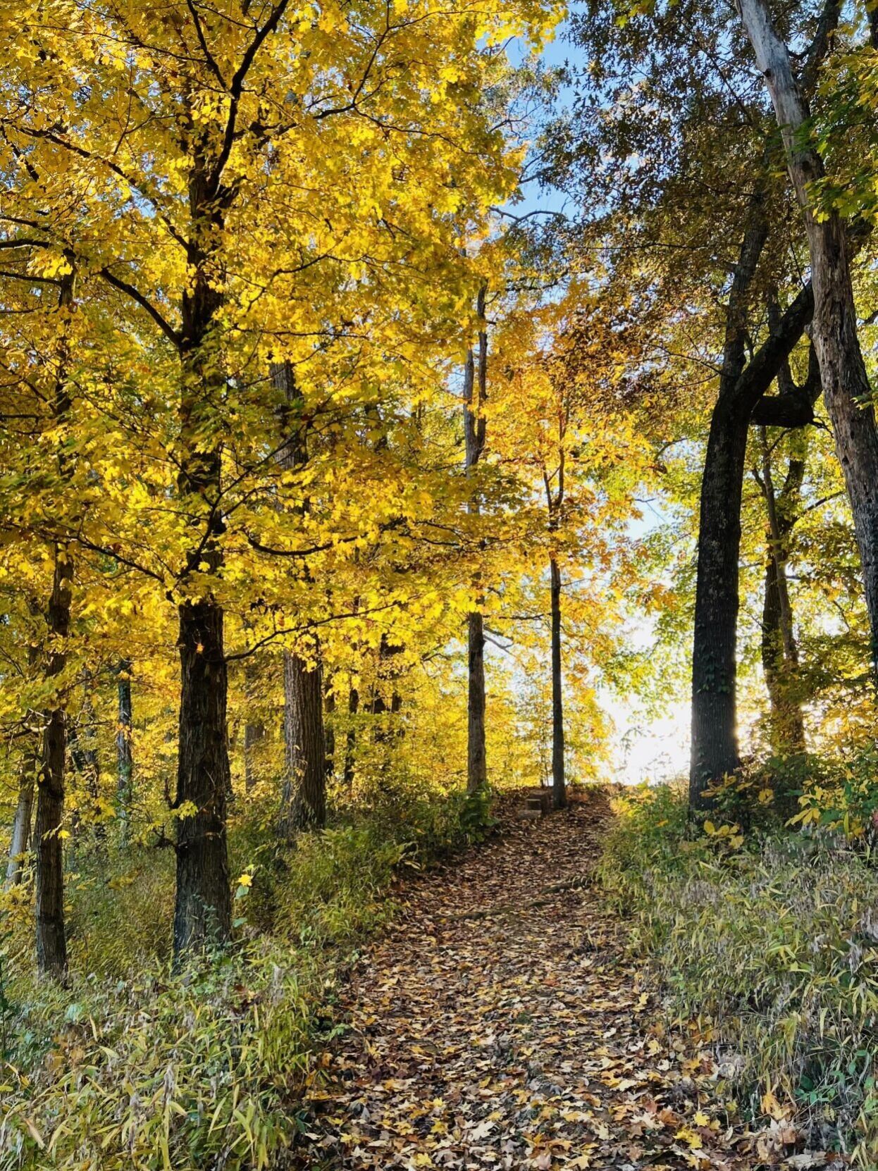 Franklin-Simpson, Ky park achieves arboretum accreditation | Portland ...