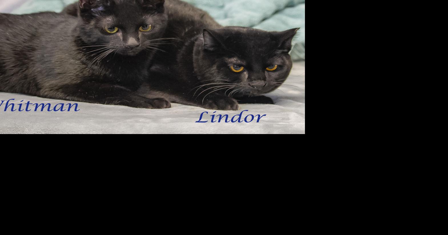 Lebanon pet of the week | Lebanon | lebanondemocrat.com