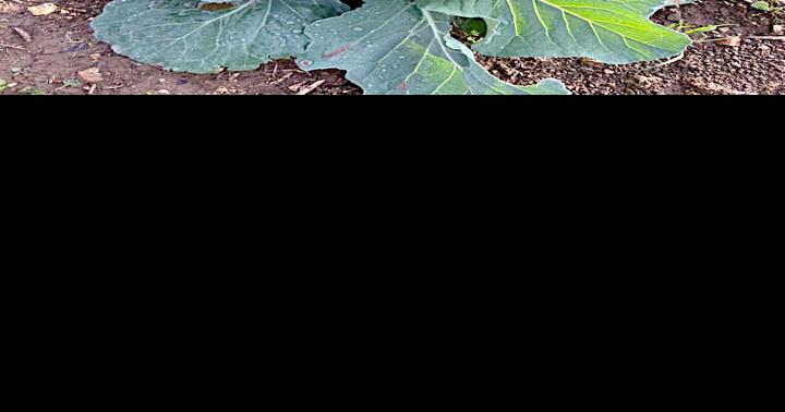 Cole crops | Lebanon | lebanondemocrat.com