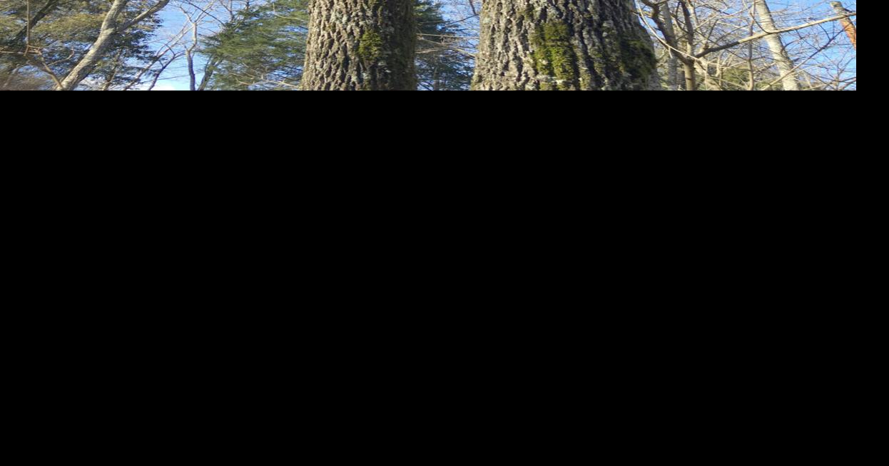 Looking Back: The value of a black walnut tree | Hartsville ...