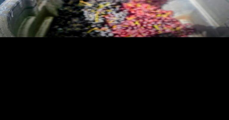 Sumner Crest Winery expands grape stomp to two-day event ...