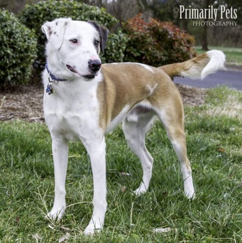 PETS OF THE WEEK | Portland | lebanondemocrat.com