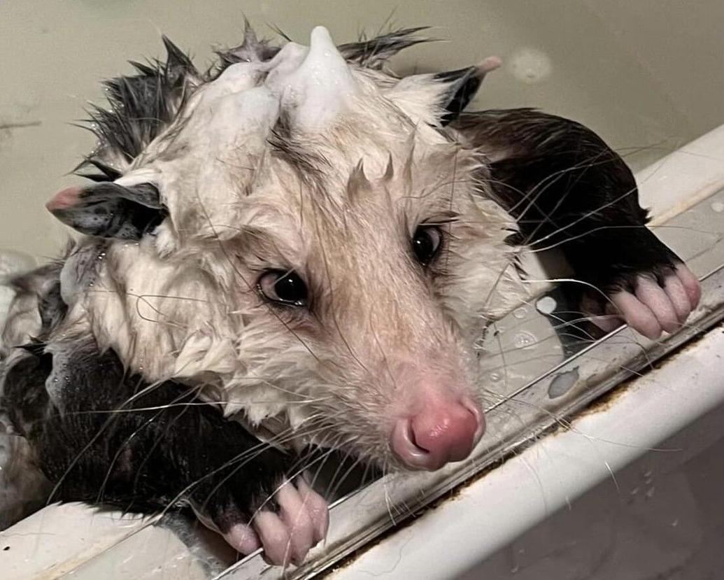Possum falls into woman’s tub; cones can’t stop McD’s fall | Southeast ...