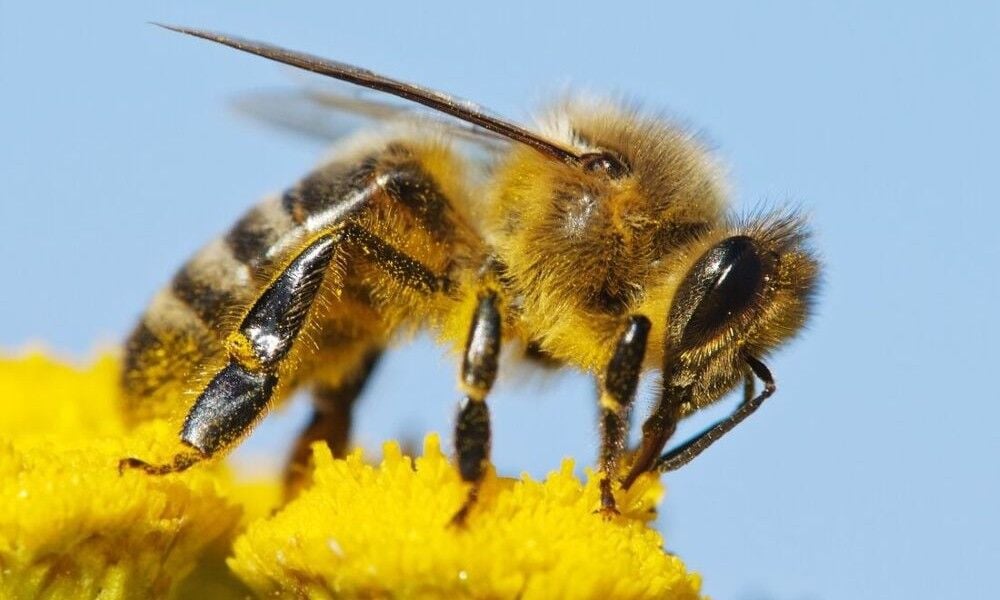 ICA reverses ruling in South Charleston honey bee case | West Virginia ...