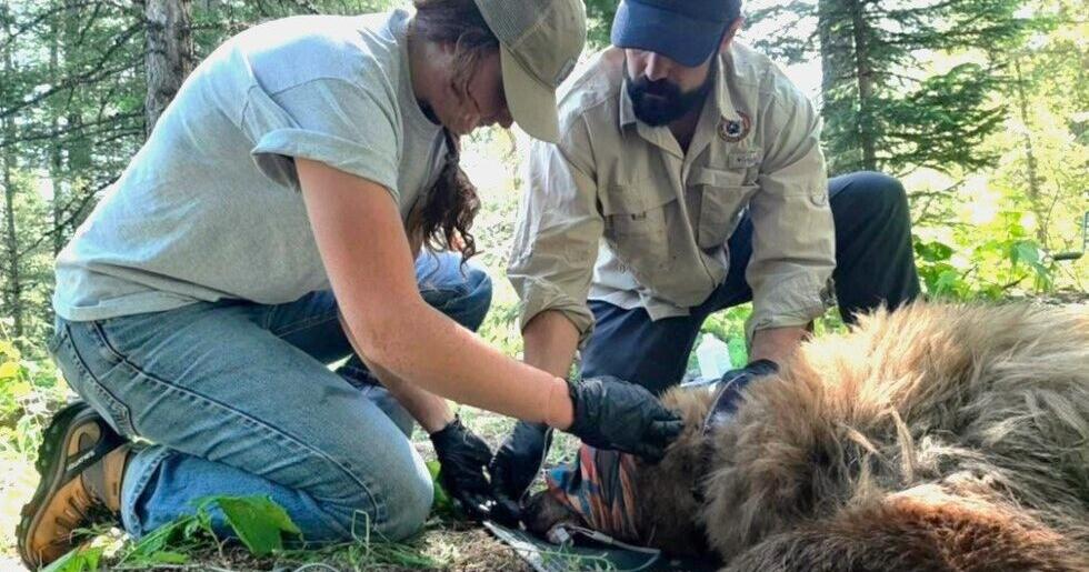 Black bear research project underway in Little Belts | News ...