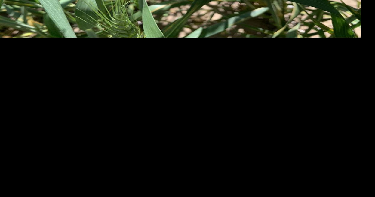 Identifying and managing stripe rust in wheat | News | lewistownnews.com