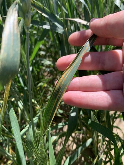 Identifying and managing stripe rust in wheat | News | lewistownnews.com
